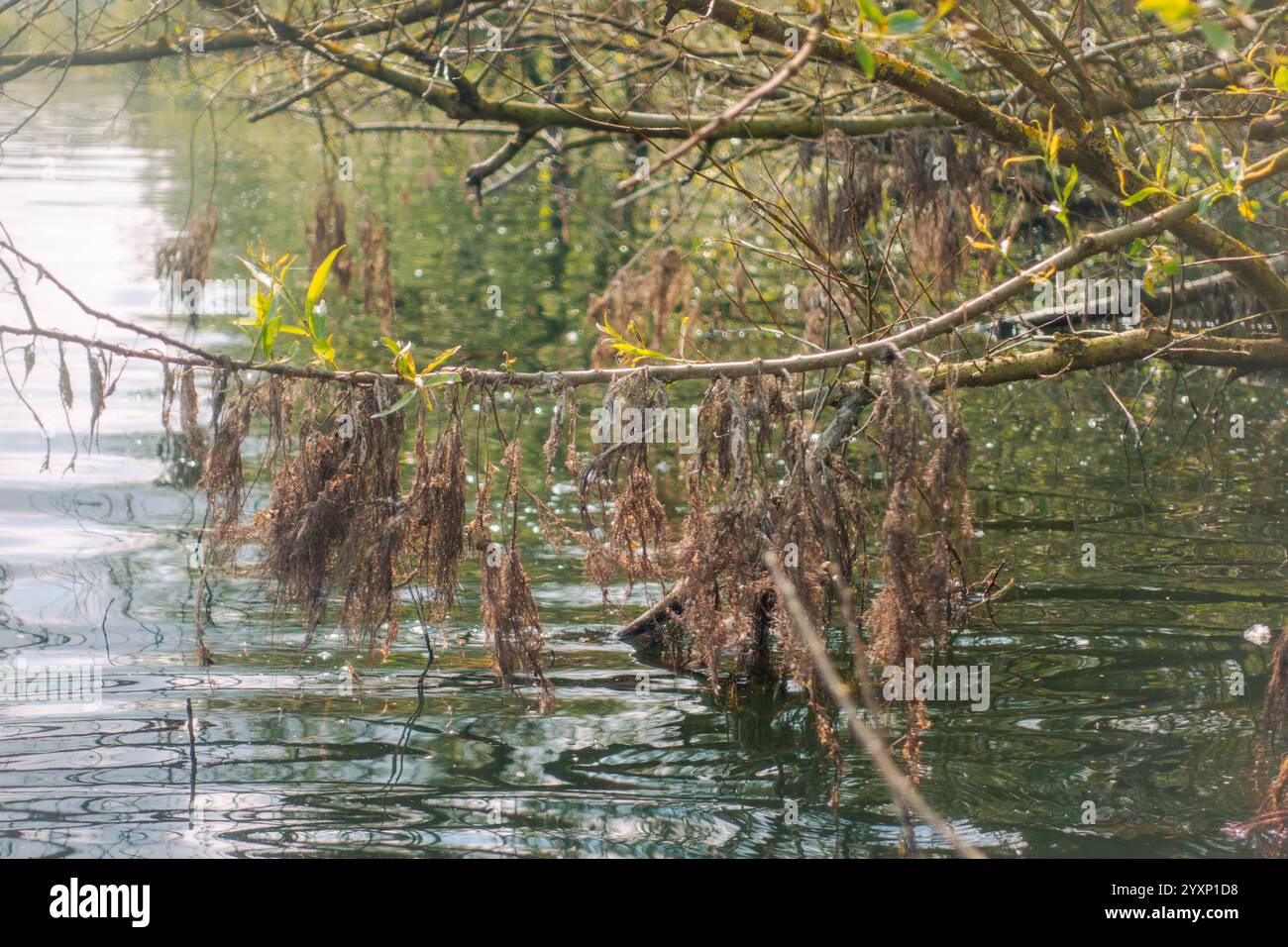 A tree branch is floating in a body of water. The water is murky and ...