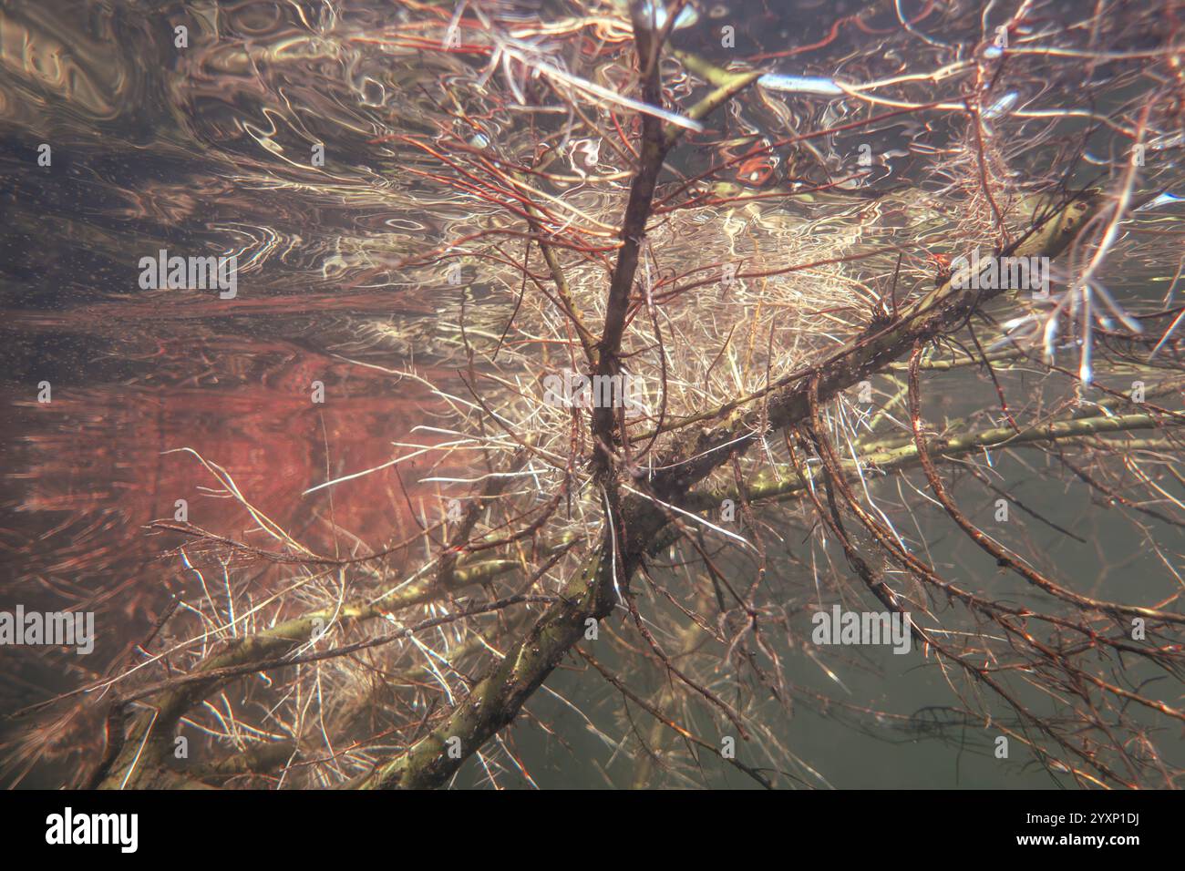 A branch is floating in the water with a reflection of the sky above it ...