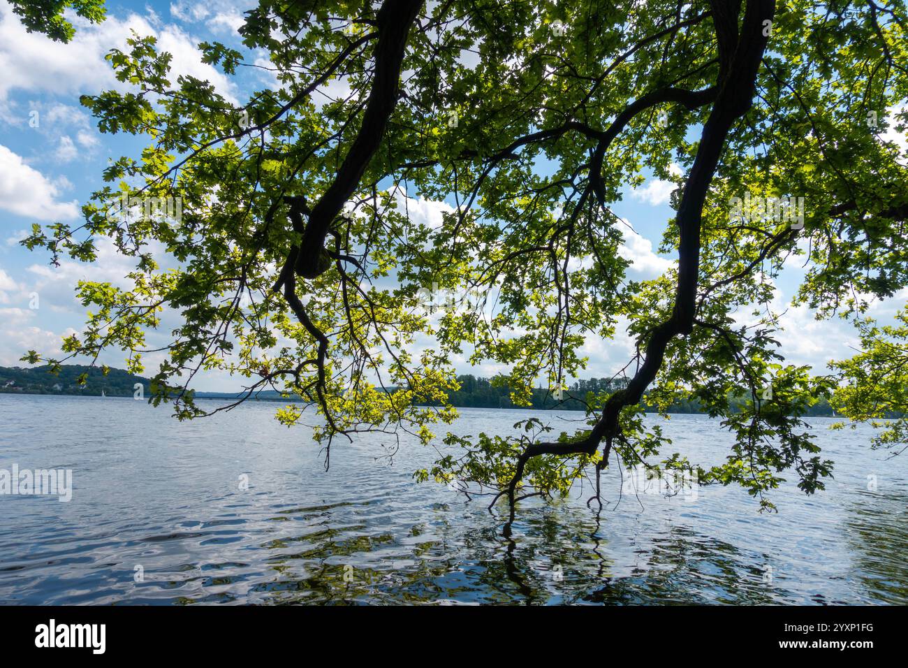 A tree branch is hanging over a body of water. The water is calm and ...