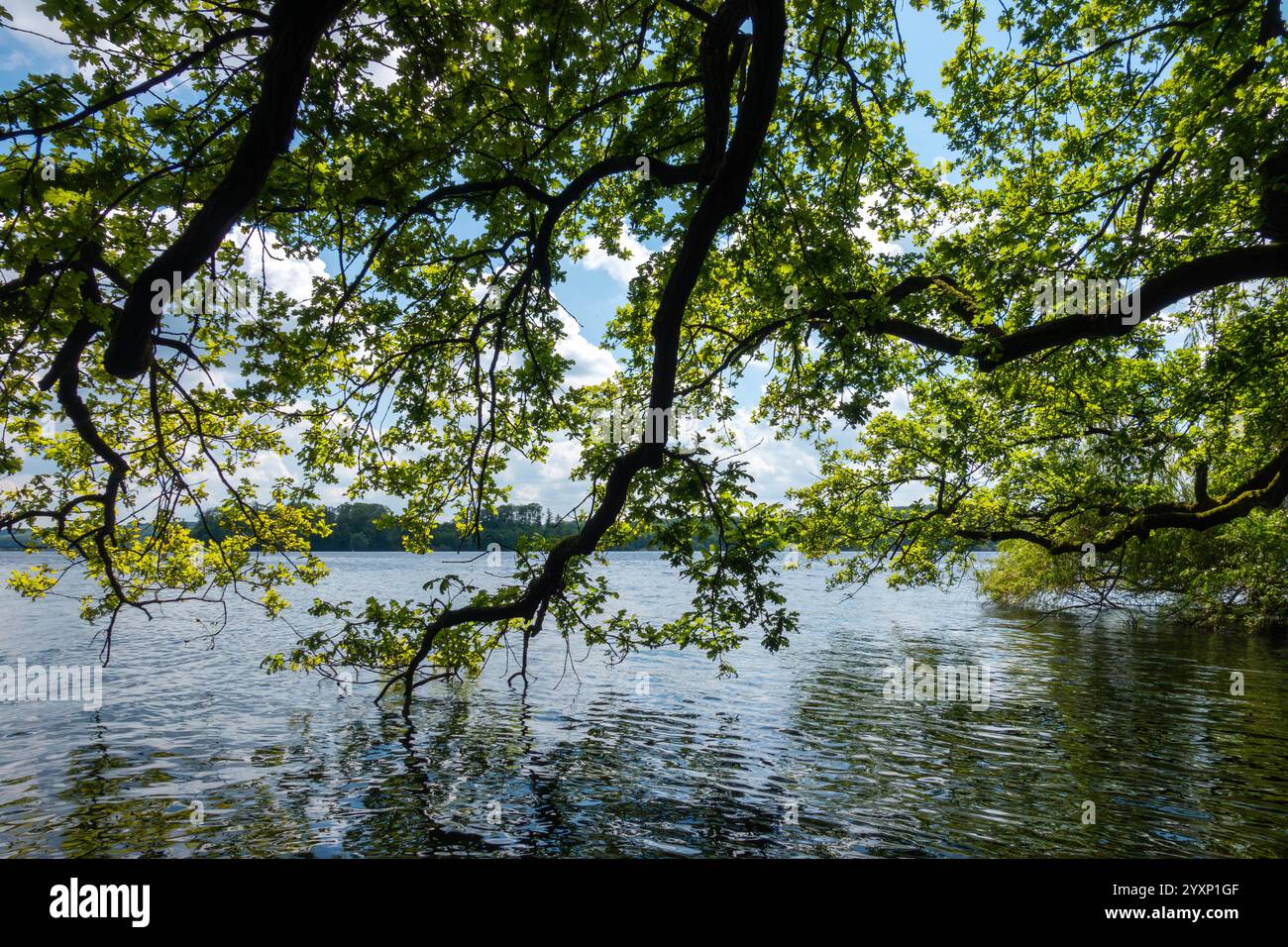 A tree branch is hanging over a body of water. The water is calm and ...