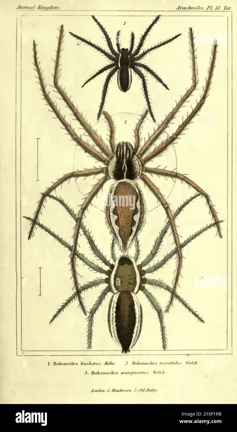 Exhibiting rich coloration hi-res stock photography and images - Alamy