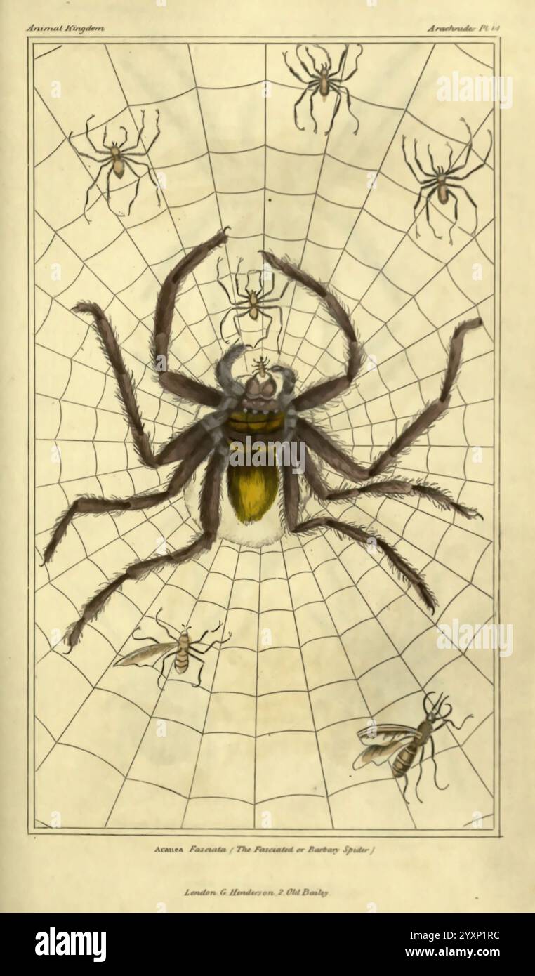 Large spider intricately detailed hi-res stock photography and images ...