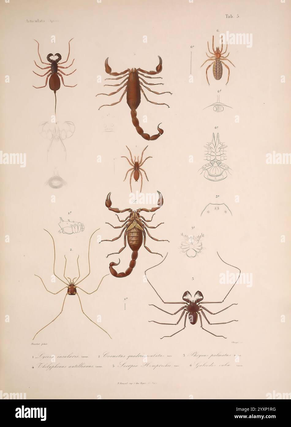 Segmented tails hi-res stock photography and images - Alamy