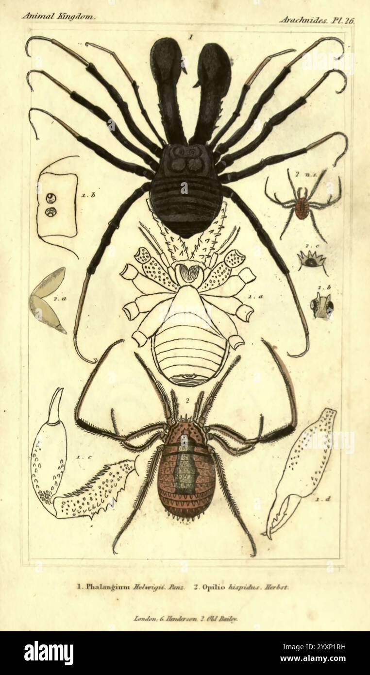 The animal kingdom, arranged according to its organization London, G ...