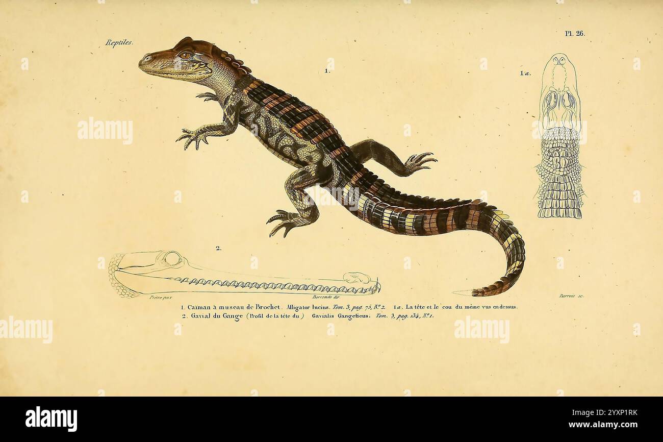 Erpétologie générale, ou, Histoire naturelle complète des reptiles ...