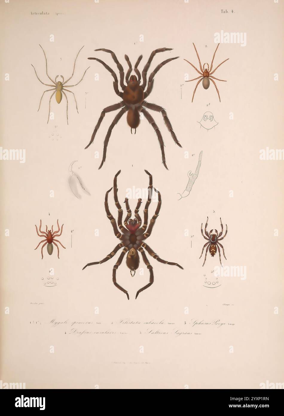 Prominent leg structure hi-res stock photography and images - Alamy