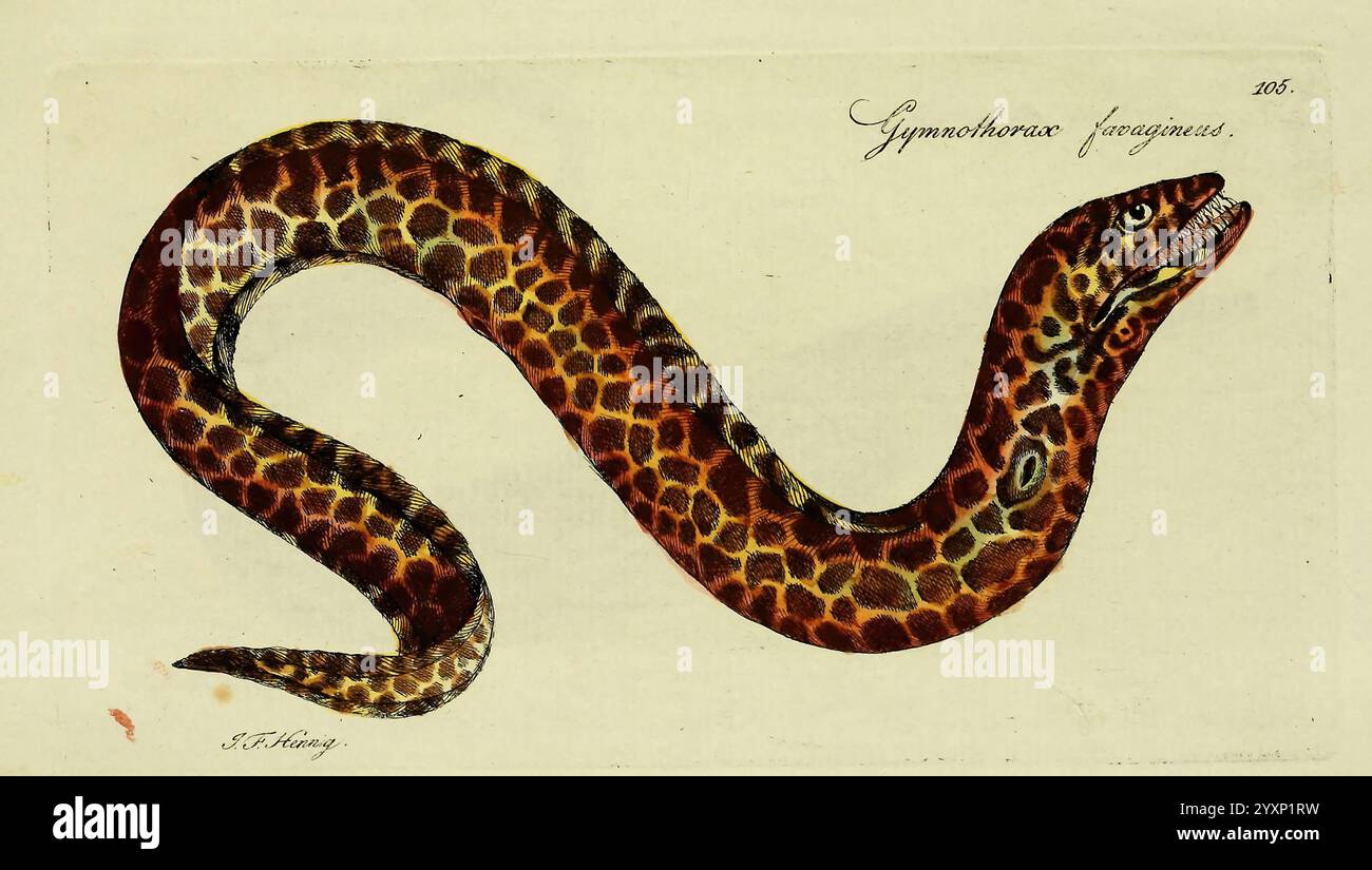 Creatures head features hi-res stock photography and images - Alamy