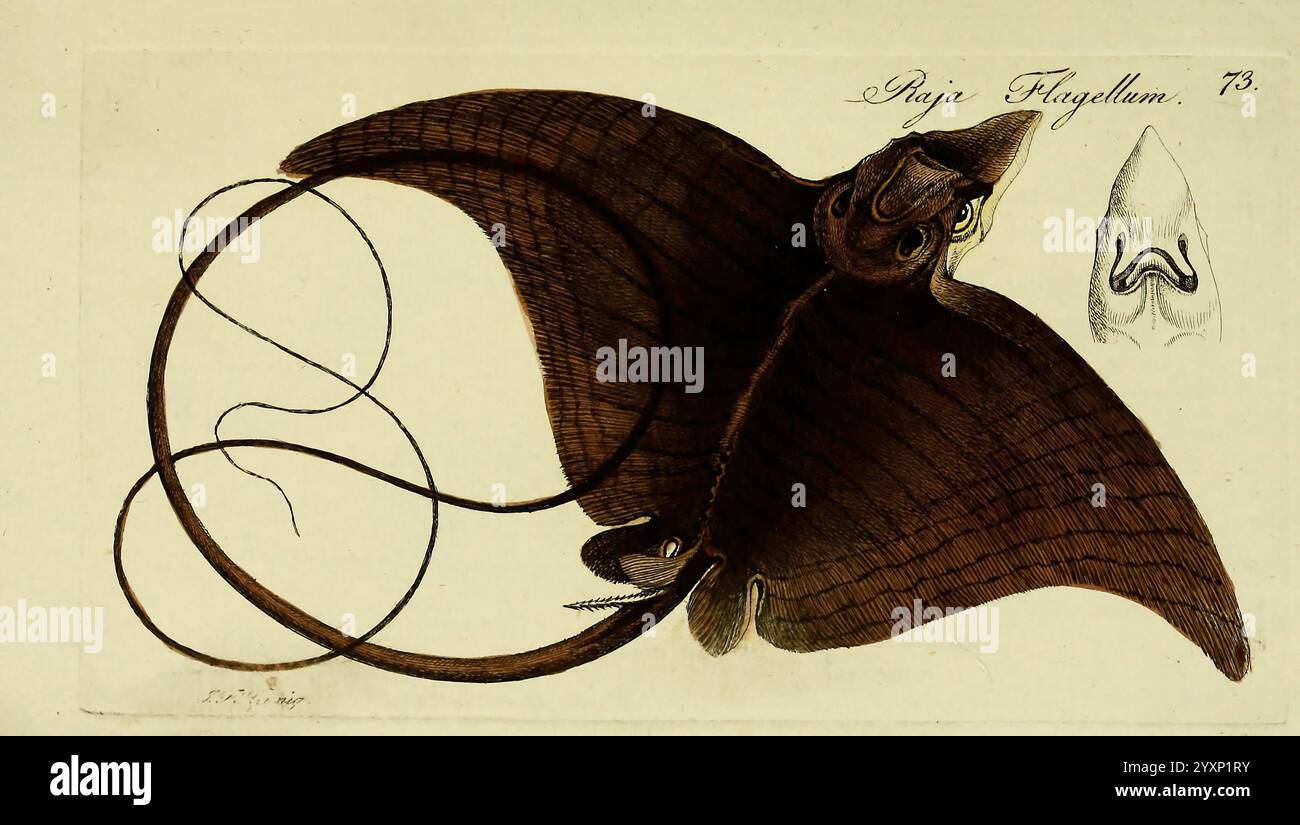 Extended pectoral fins hi-res stock photography and images - Alamy