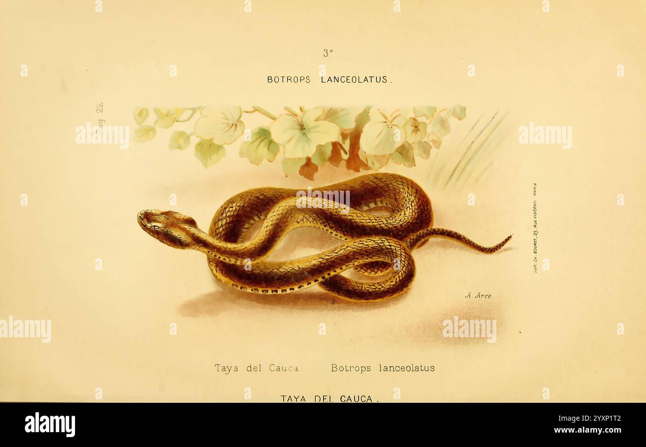 Los, ofidios, venenosos, del, Cauca, Cali, 1896, Colombia, snake ...