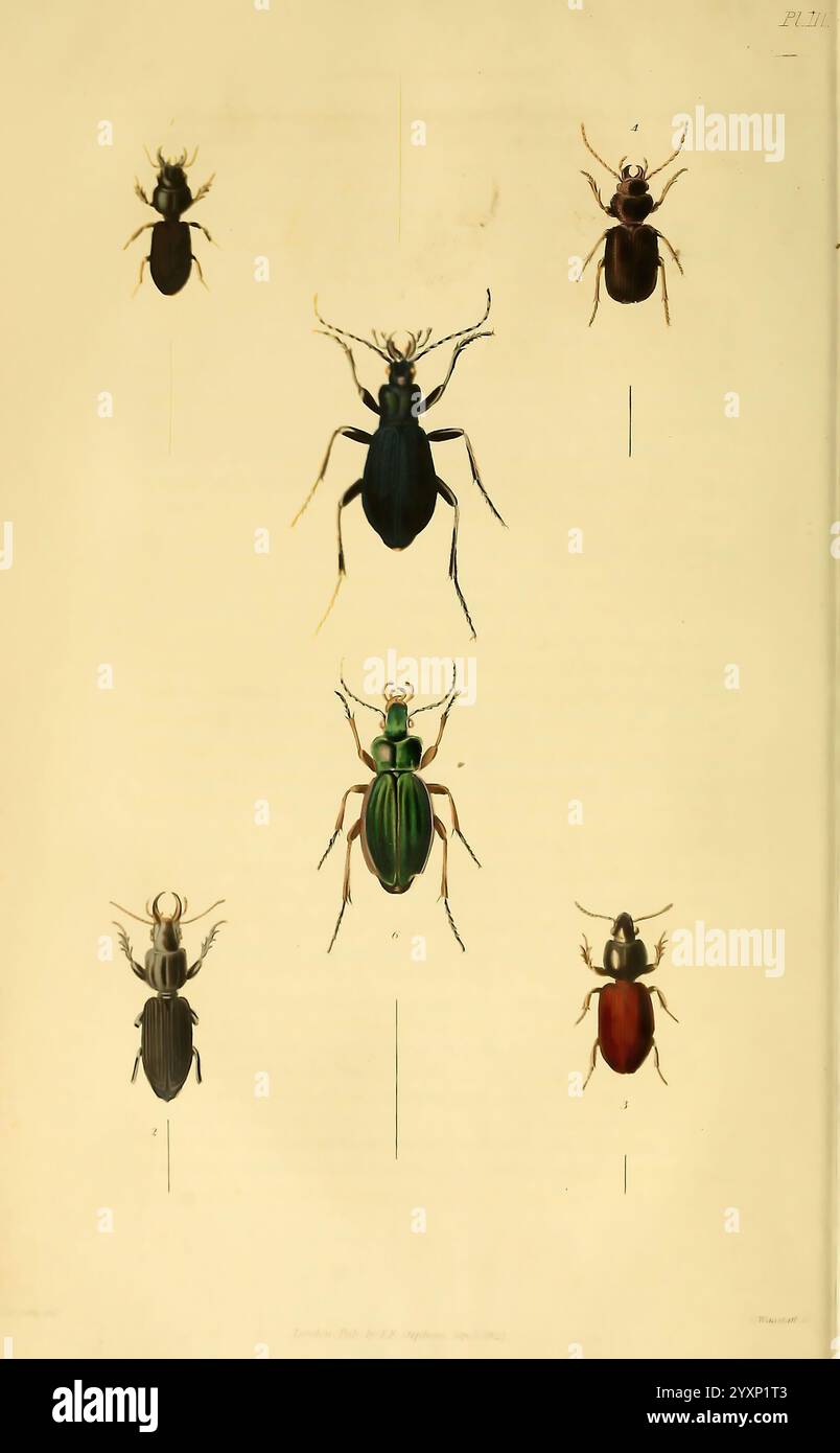 Two robust beetles hi-res stock photography and images - Alamy