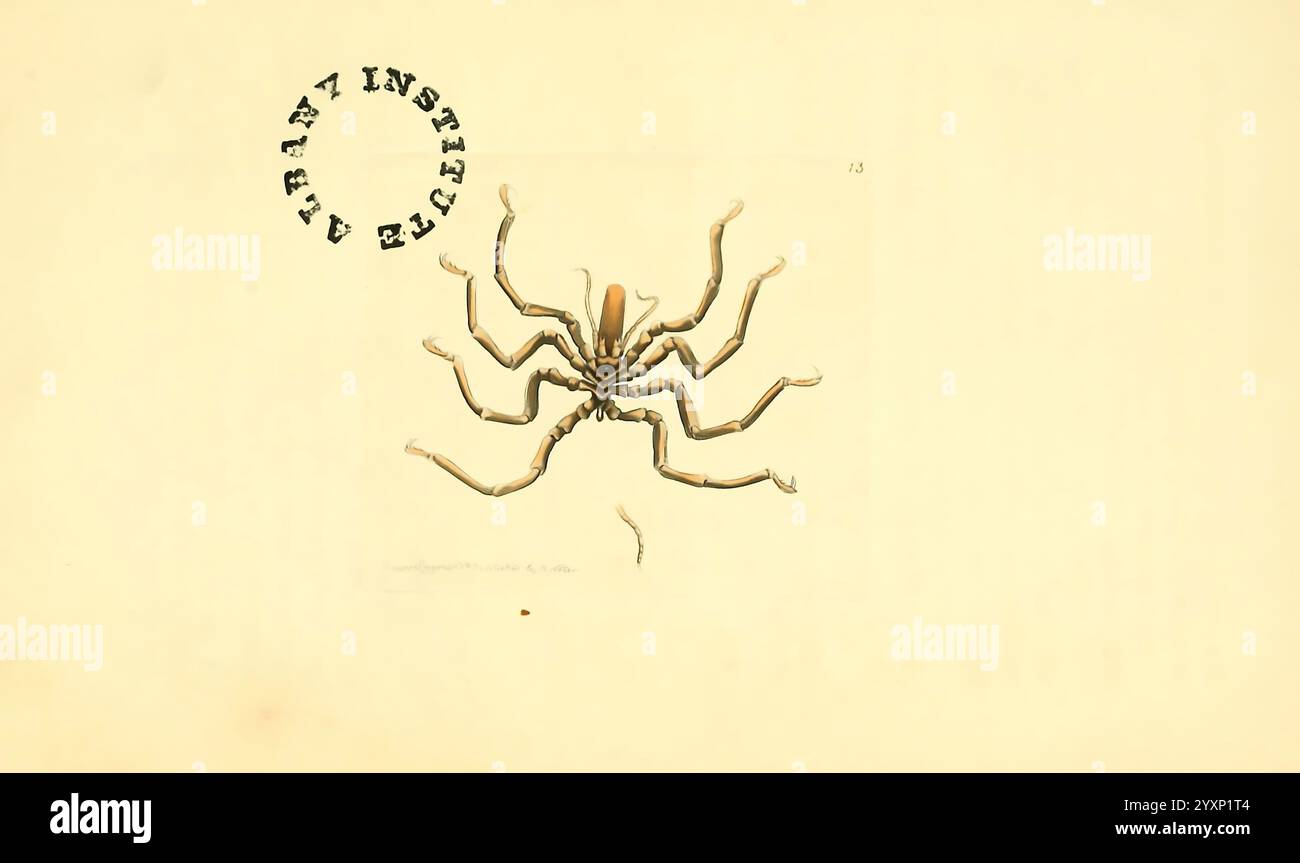 Spiders unique anatomy hi-res stock photography and images - Alamy