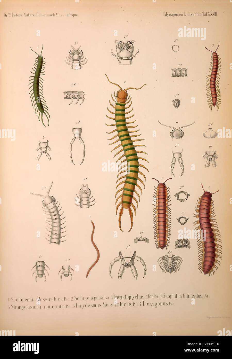 Various centipede species hi-res stock photography and images - Alamy