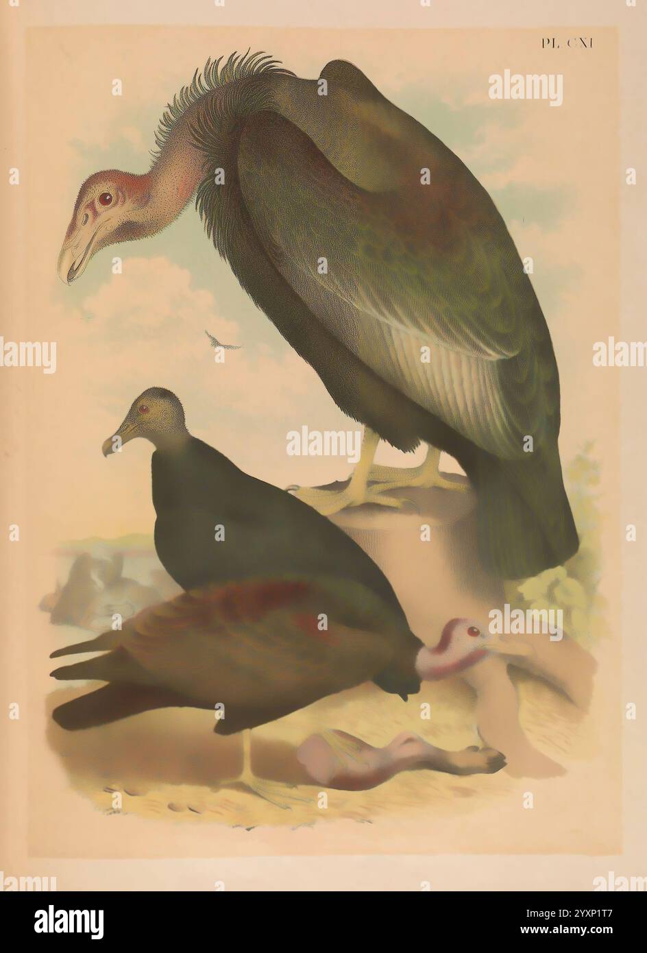 The, birds, of, North, America, New York, 1903, birds, North, America ...