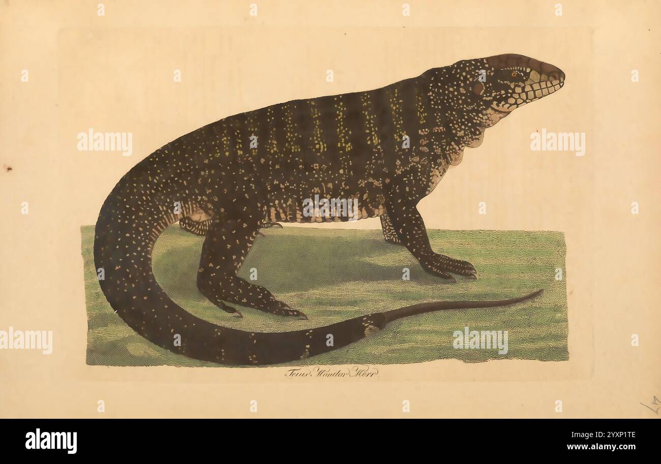 Textured lizard displays hi-res stock photography and images - Alamy