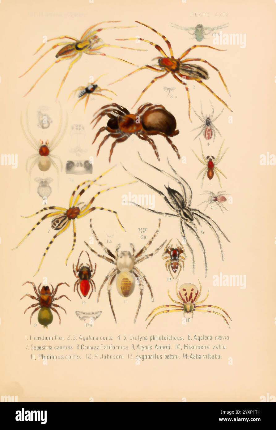Illustrated chart features various species hi-res stock photography and ...