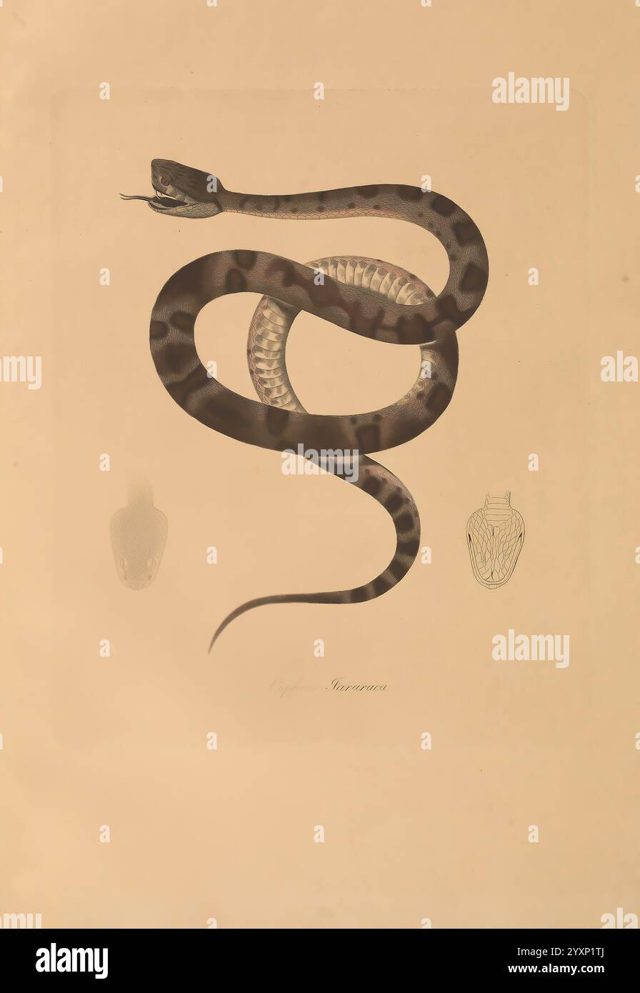 Abbildungen zur Naturgeschichte Brasiliens Weimar im Verlage des ...