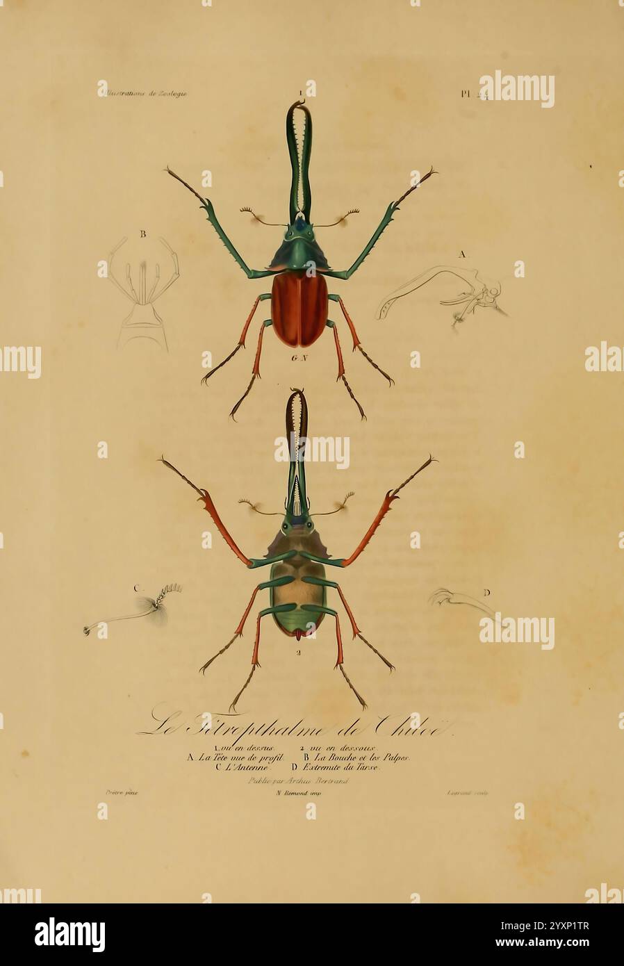 Illustrations de zoologie Paris A. Bertrand 1832-35? insect beetle ...