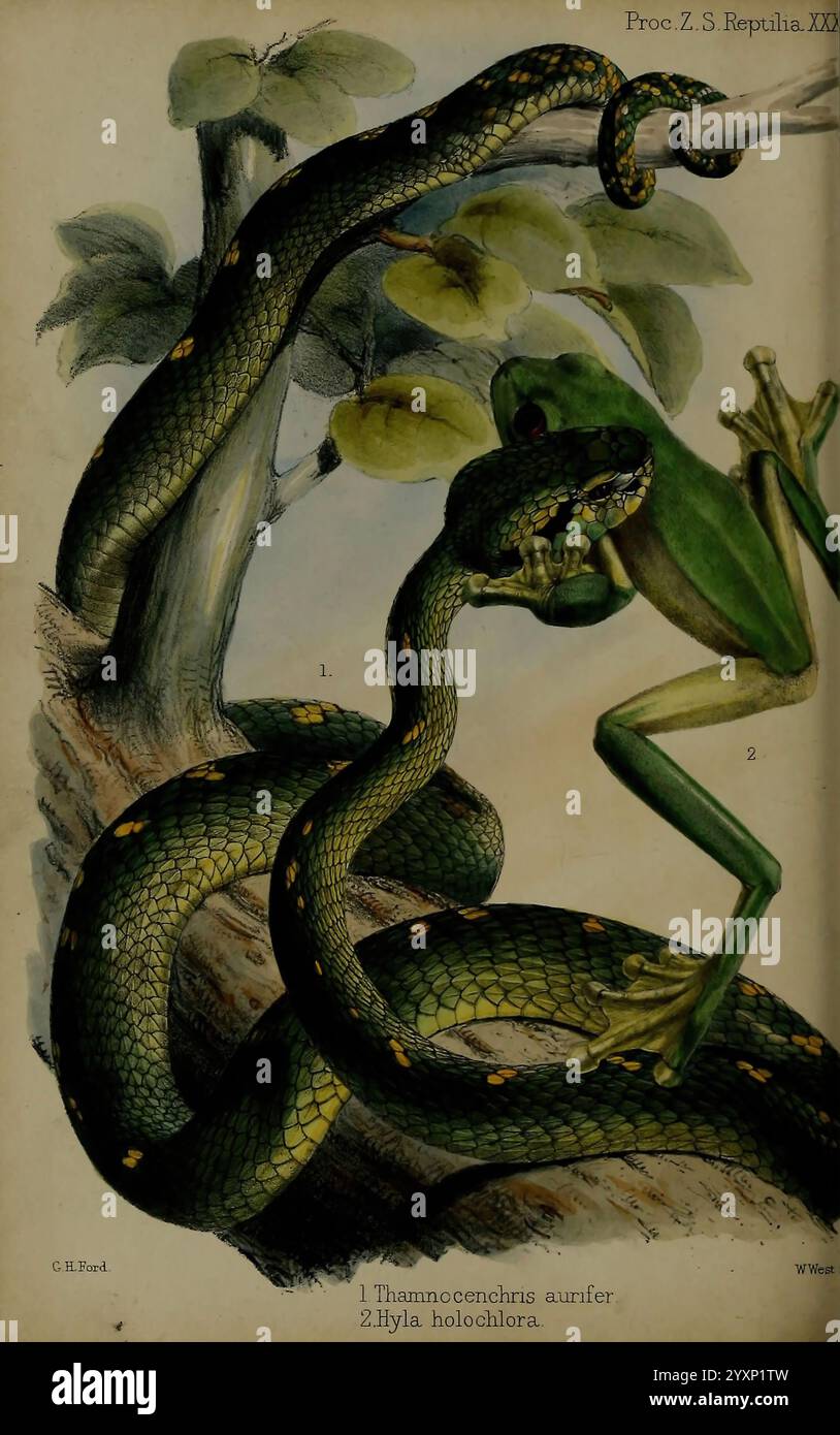 Proceedings of the Zoological Society of London, 1860, London, Academic ...