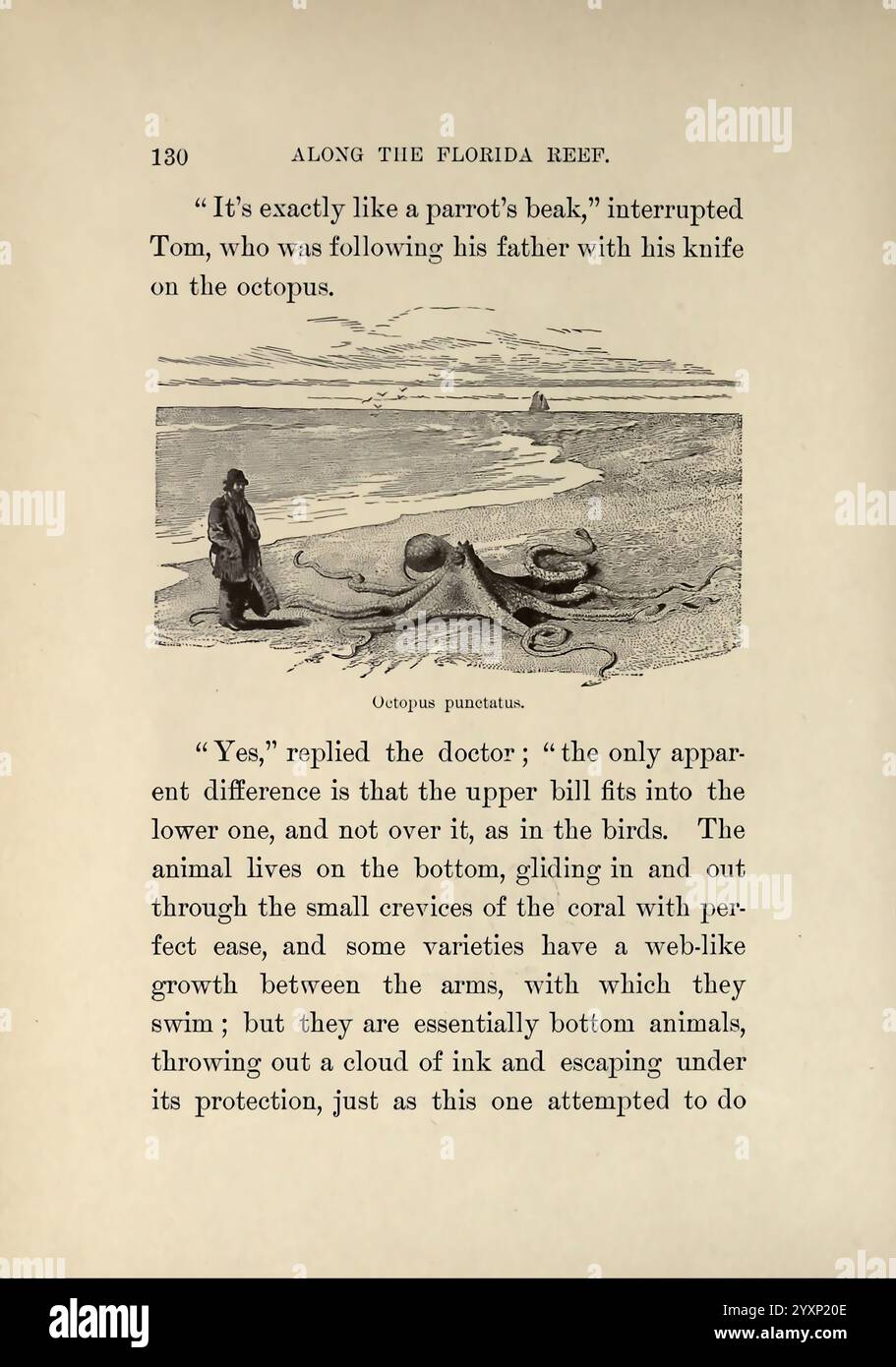 Along the Florida reef. (1892), pg. 130. Octopus, Enteroctopus dofleini ...