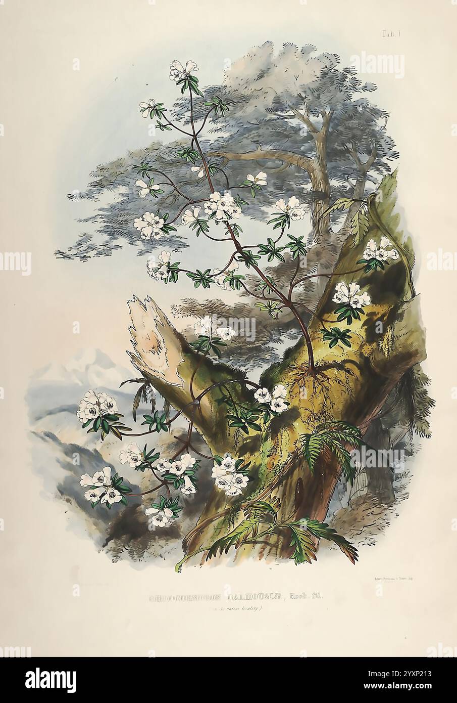 The rhododendrons of Sikkim-Himalaya, London, Reeve, Benham, and Reeve ...