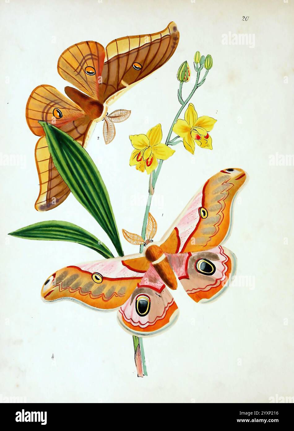 Two intricately detailed butterflies hi-res stock photography and ...