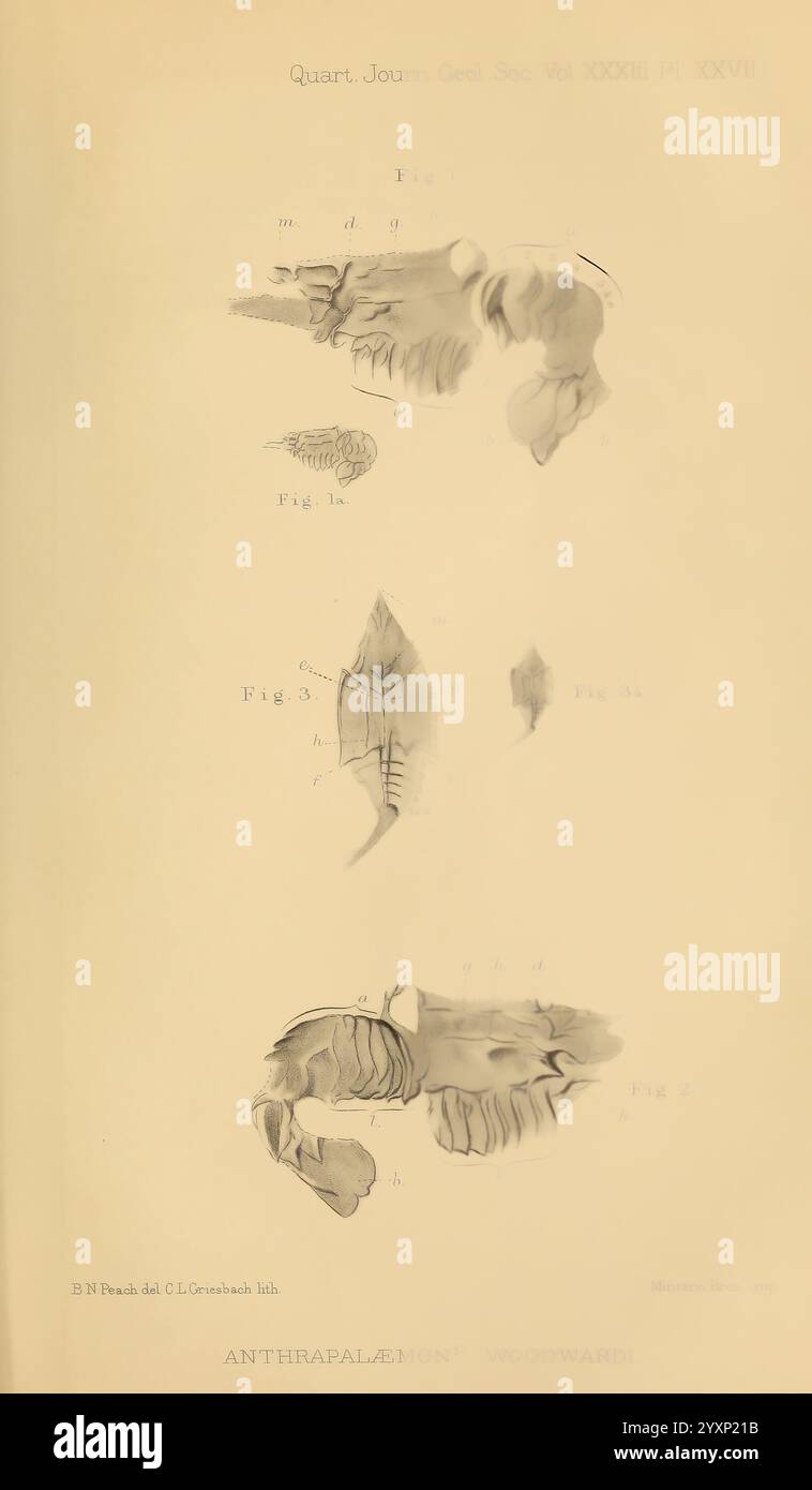 Anatomical orientation hi-res stock photography and images - Alamy