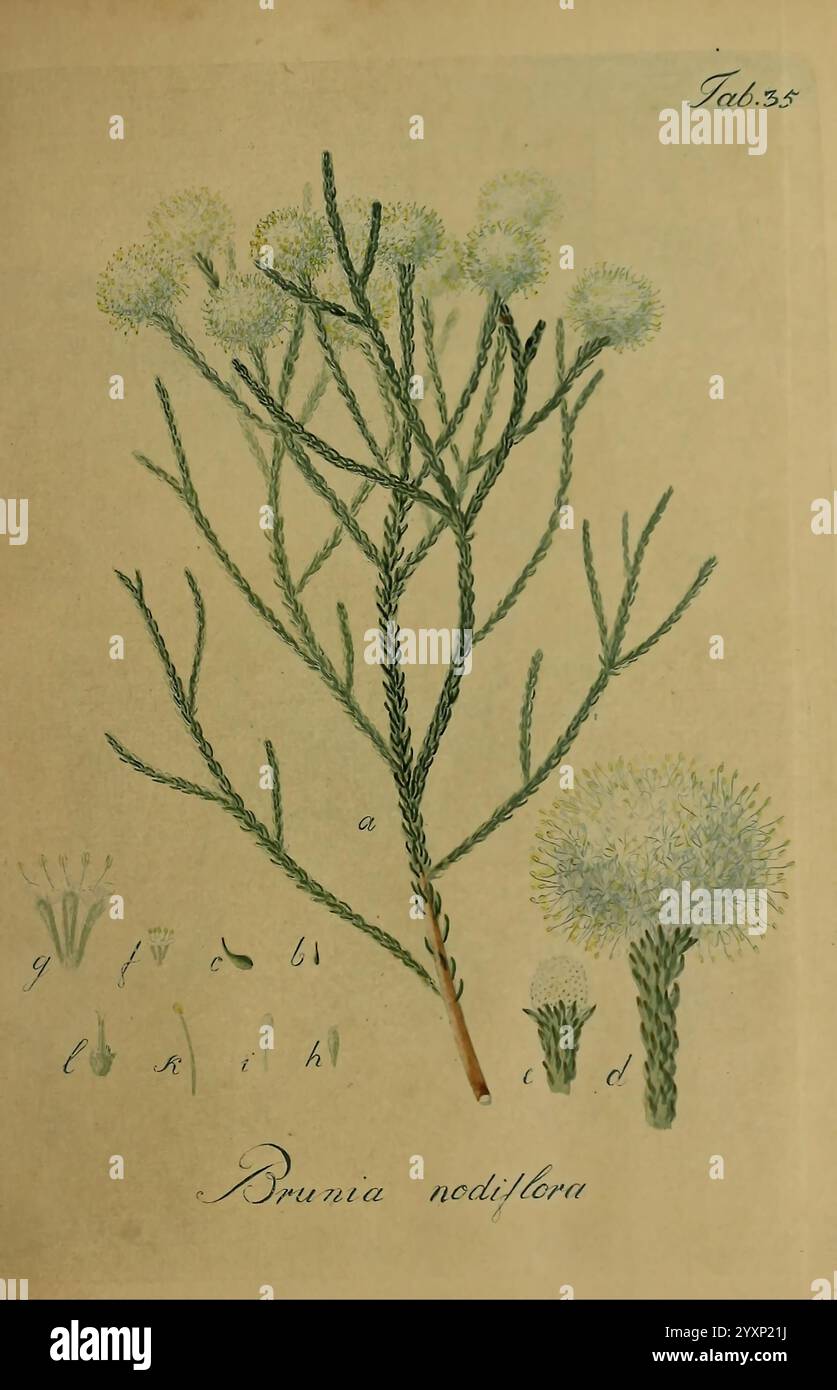 Collectio plantarum tam exoticarum, quam indigenarum, cum delineatione ...