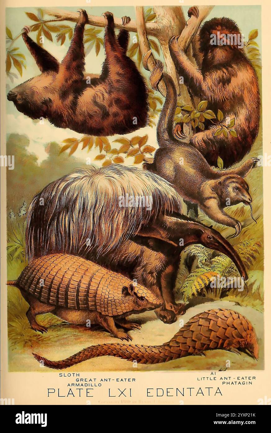 Various edentate animals depicted hi-res stock photography and images ...