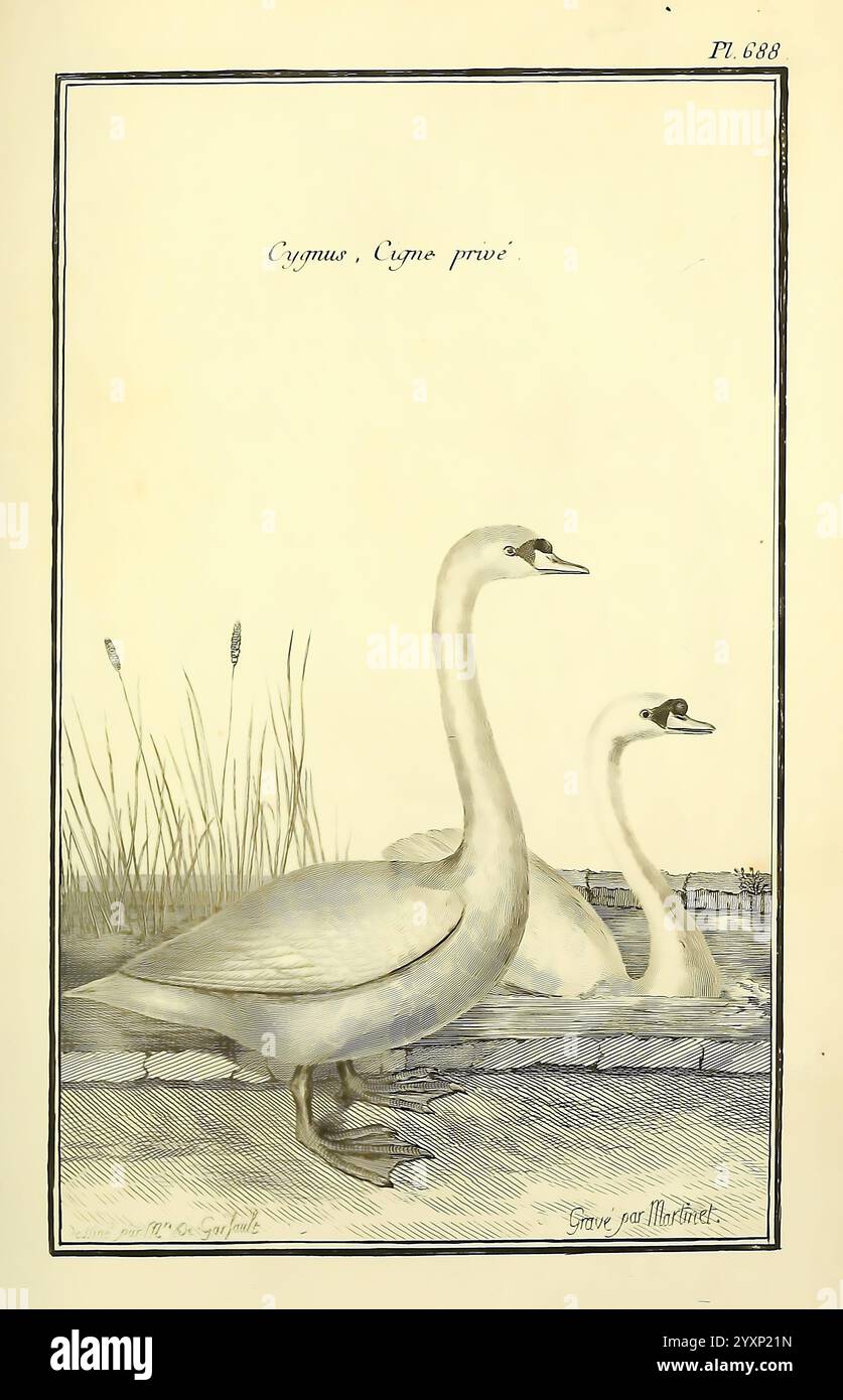 Long necks arched hi-res stock photography and images - Alamy