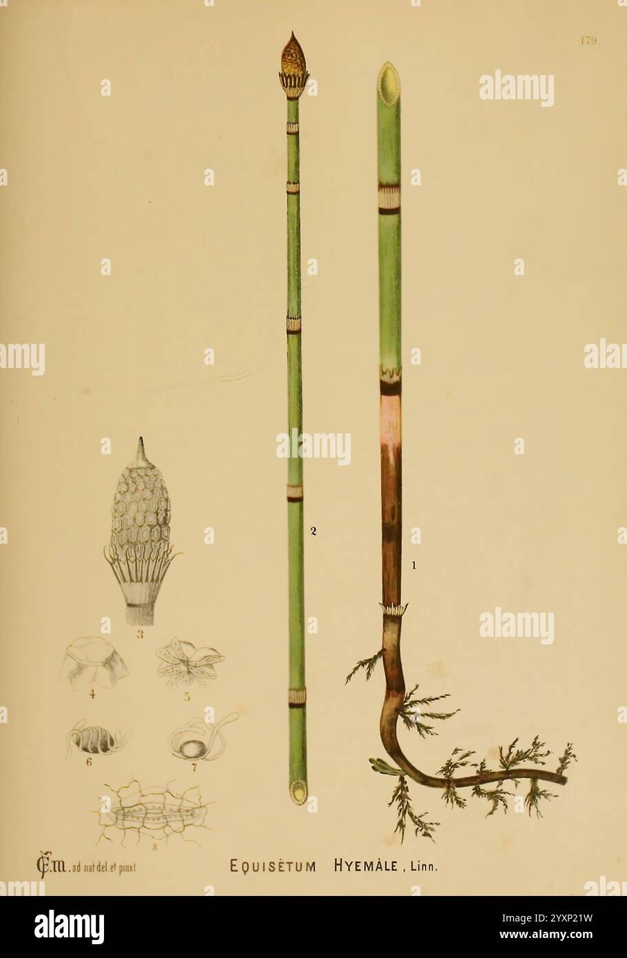 American, medicinal, plants, New York, Boericke & Tafel, c1887, botany ...