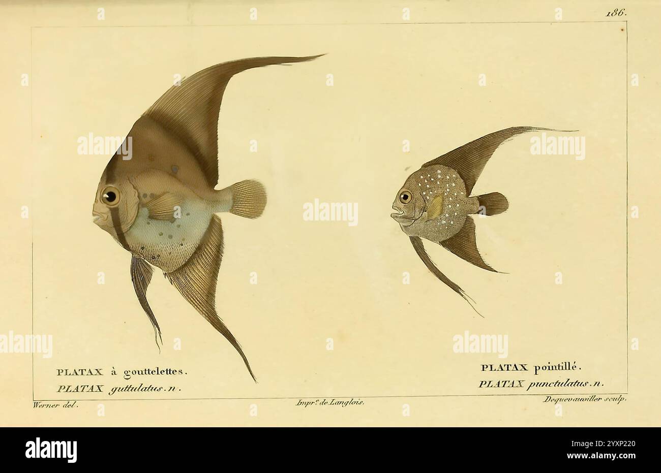 Histoire naturelle des poissons, Paris, Chez F. G. Levrault, 1828-1849 ...