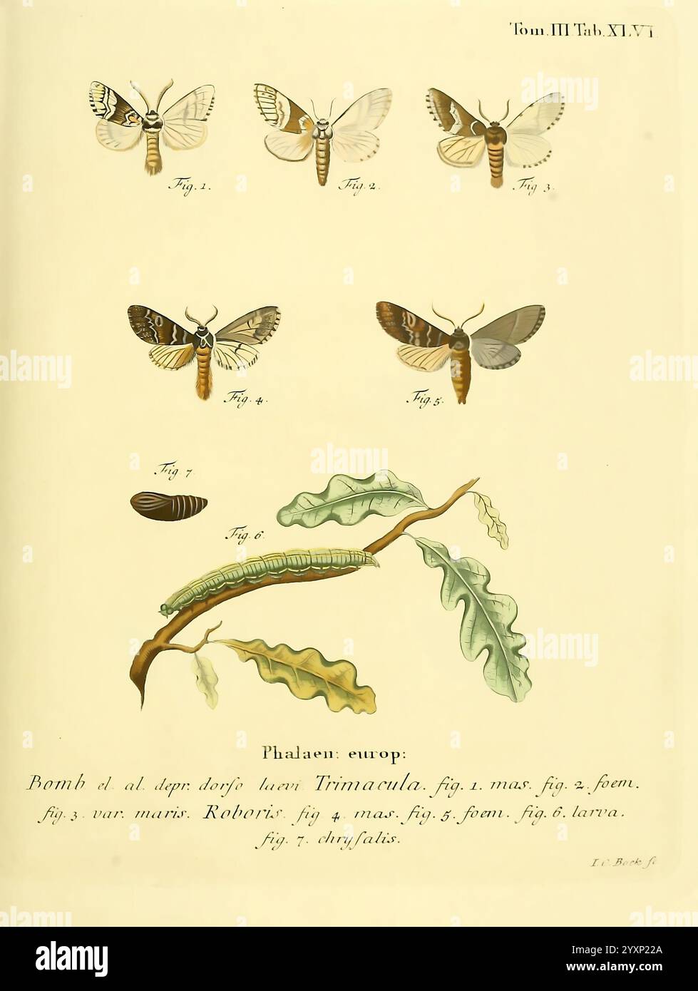 Several moths labeled hi-res stock photography and images - Alamy