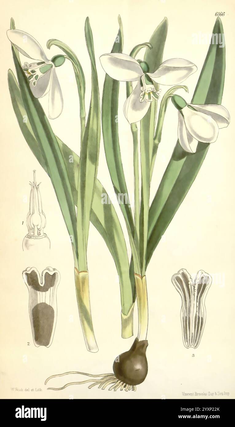 Plants characteristic linear leaves hi-res stock photography and images ...