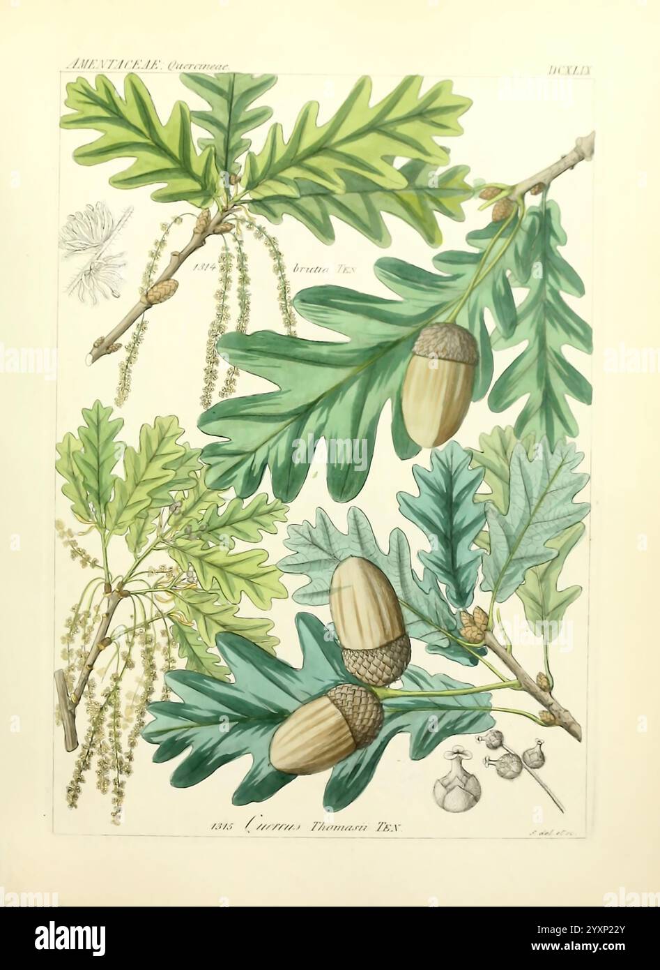 Acorns in various stages of development hi-res stock photography and ...