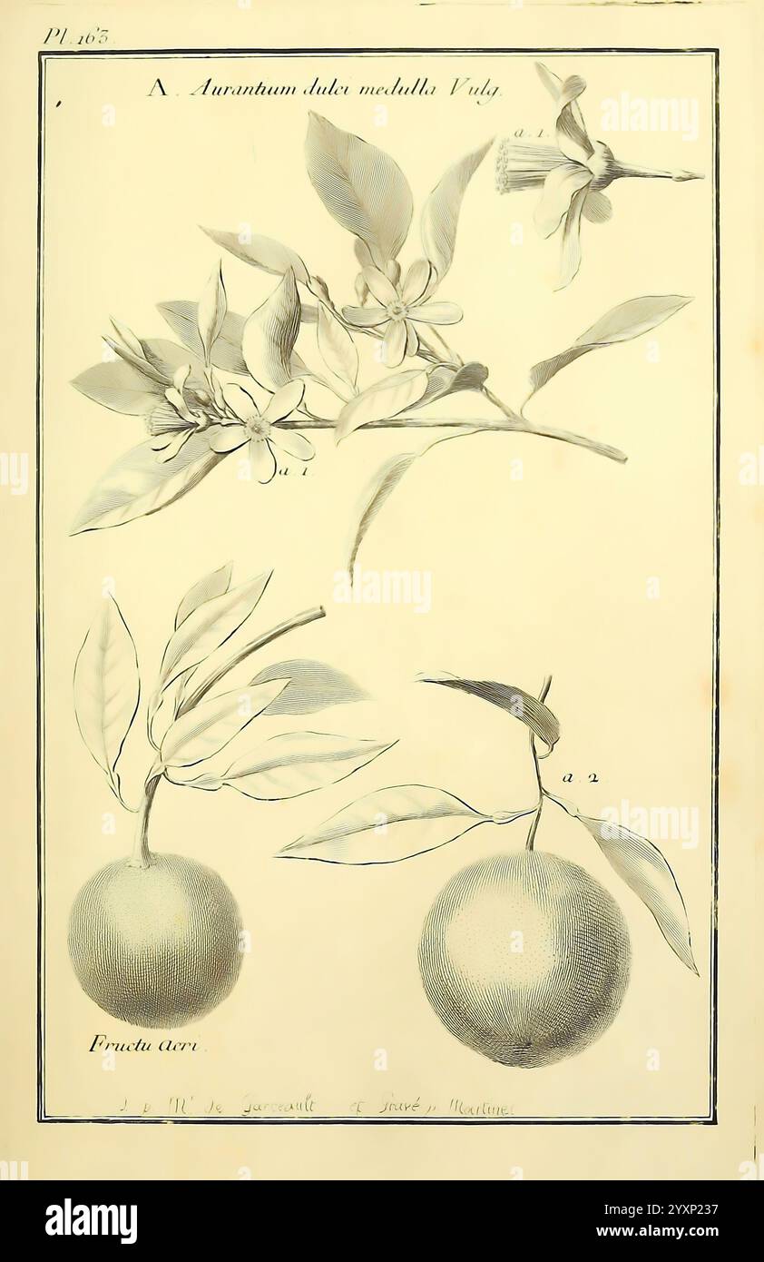 Aurantium dulcis species hi-res stock photography and images - Alamy