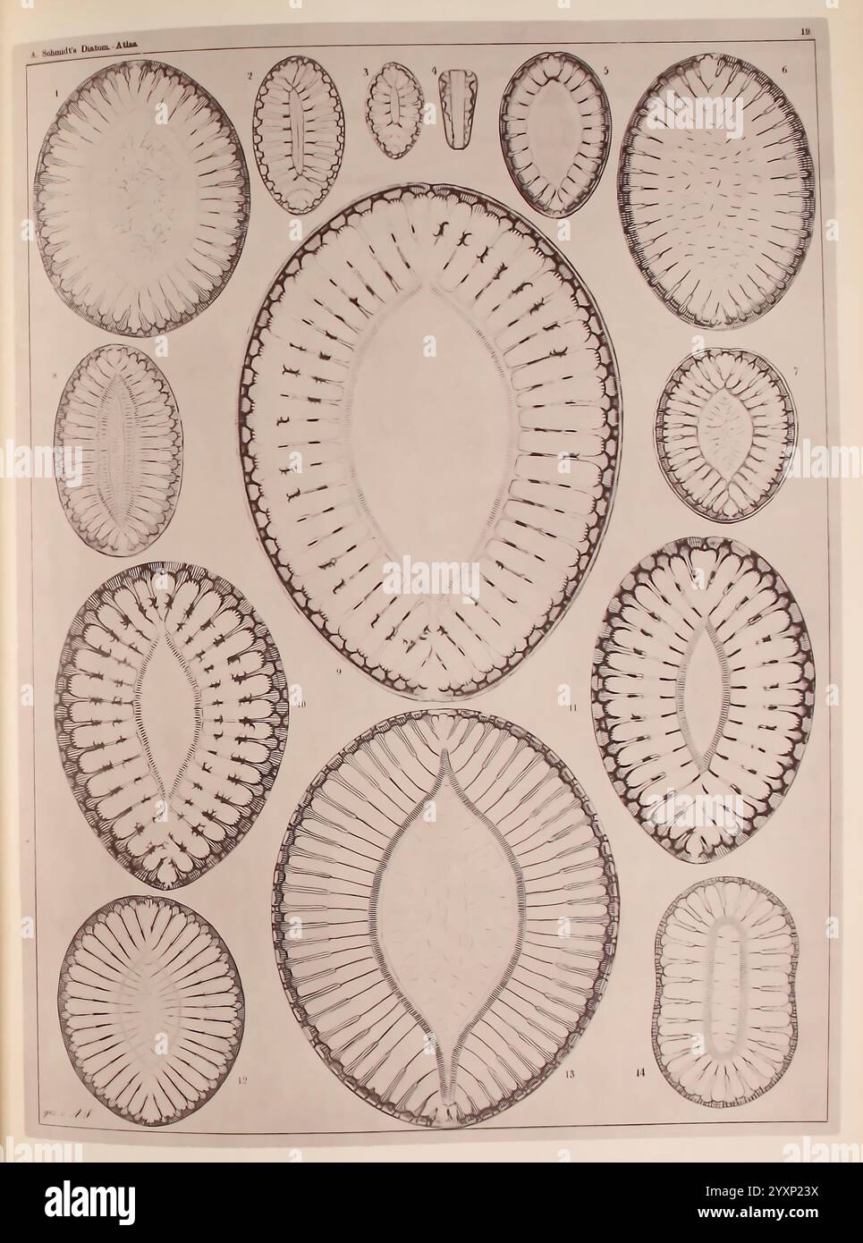 Oval shaped microorganisms hi-res stock photography and images - Alamy