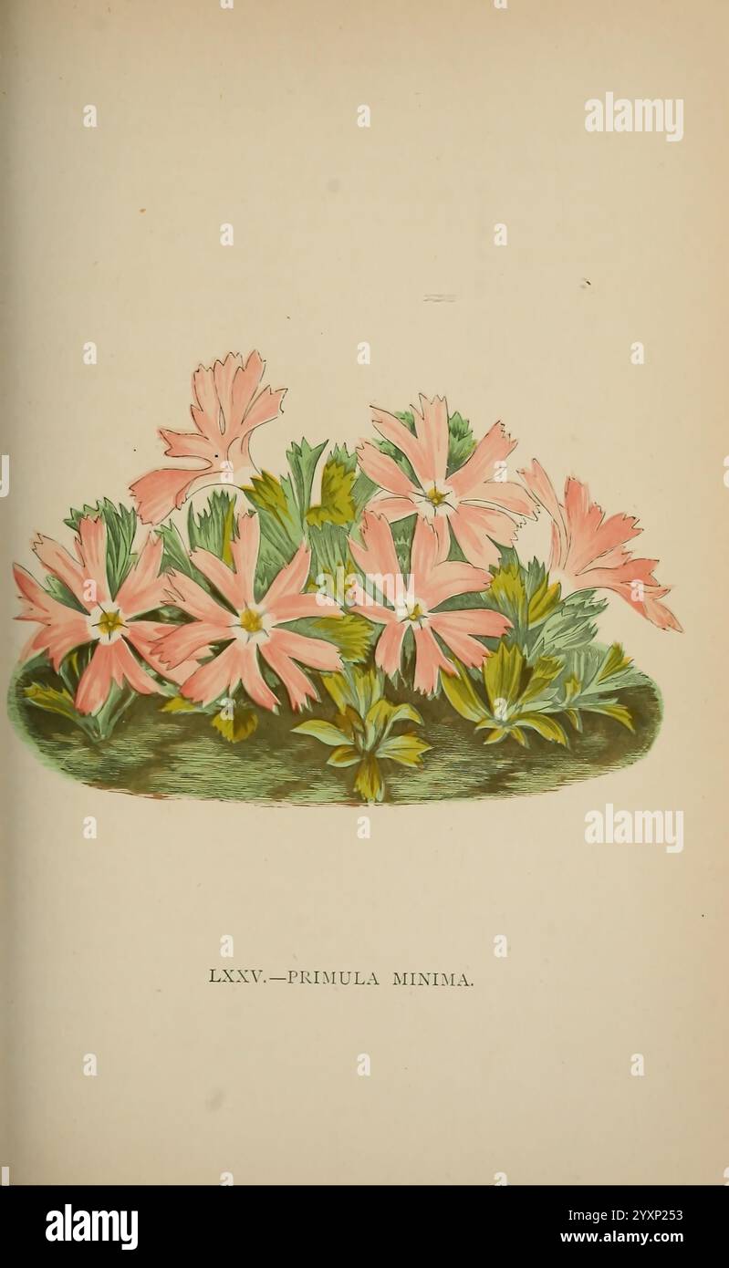 Lxxv primula minima hi-res stock photography and images - Alamy