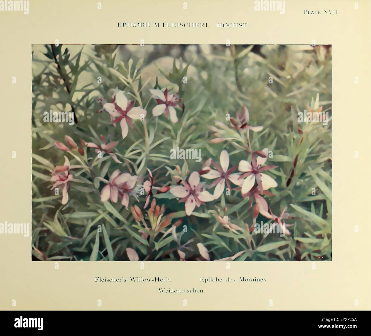 Summer flowers of the high Alps London Dent 1910 alps mountain plants ...