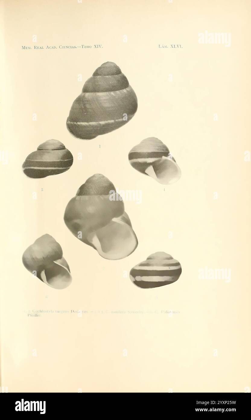 Memorias de la Real Academia de Ciencias Exactas, Fisicas y Naturales ...