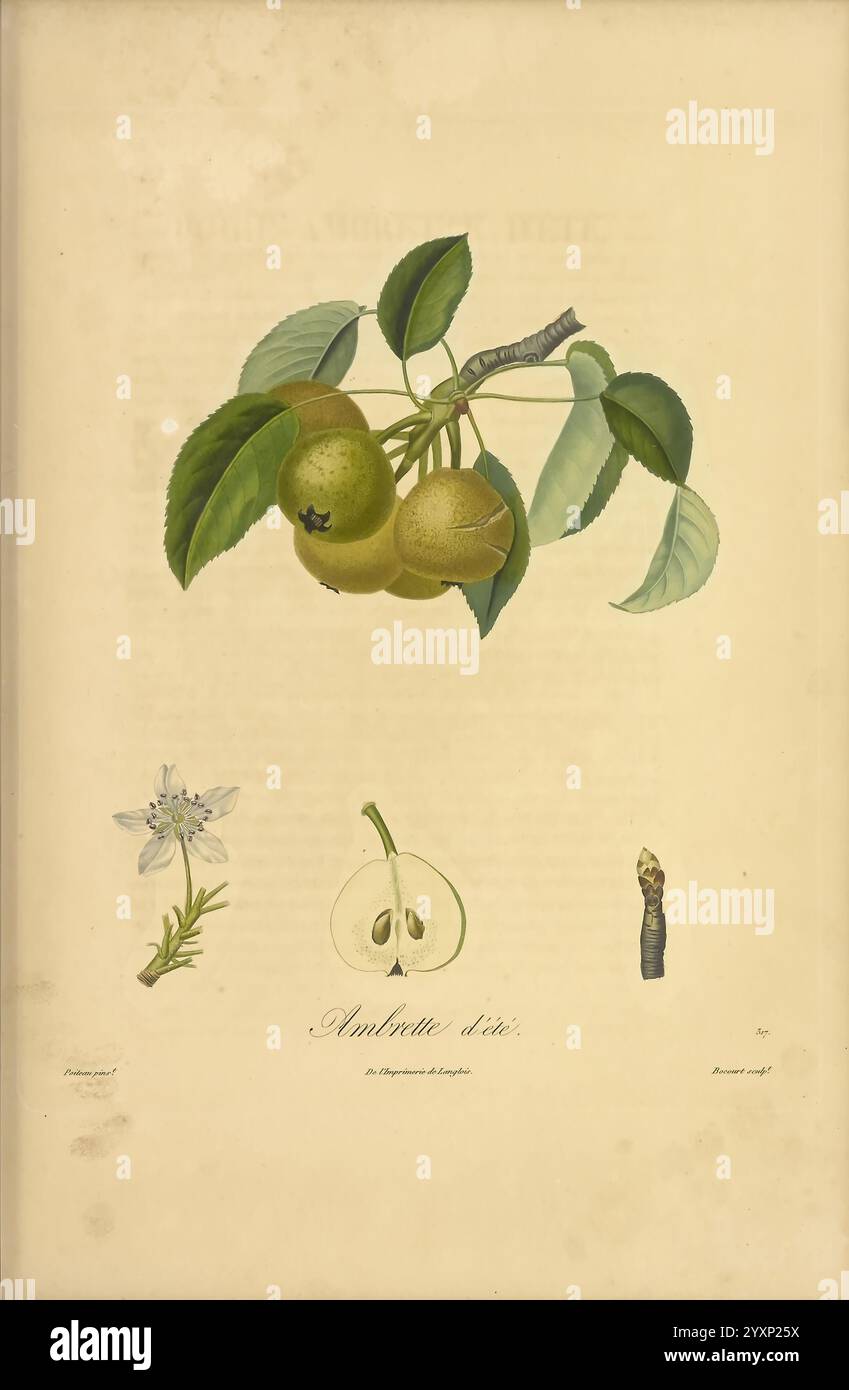 Pomologie française, Paris, Langlois et Leclercq, 1846, Arbres ...