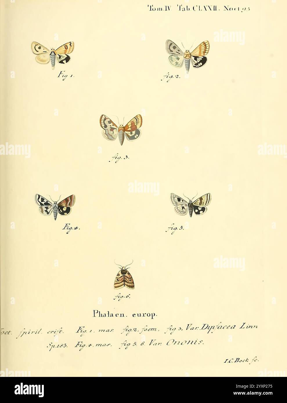 Six intricately detailed moth specimens hi-res stock photography and ...