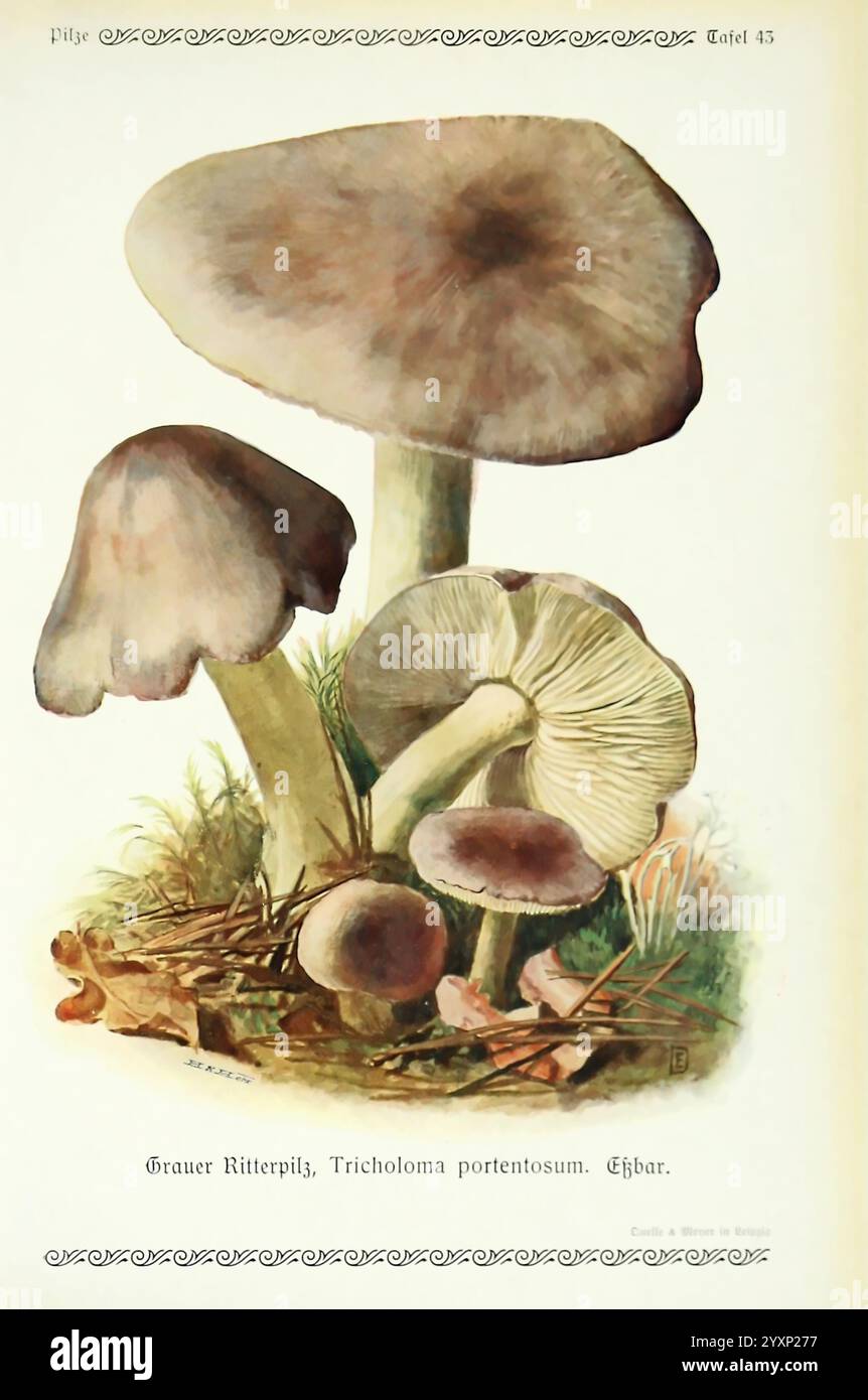 Pilze der Heimat Leipzig, Quelle und Meyer, 1913, agaricaceae, fungi ...