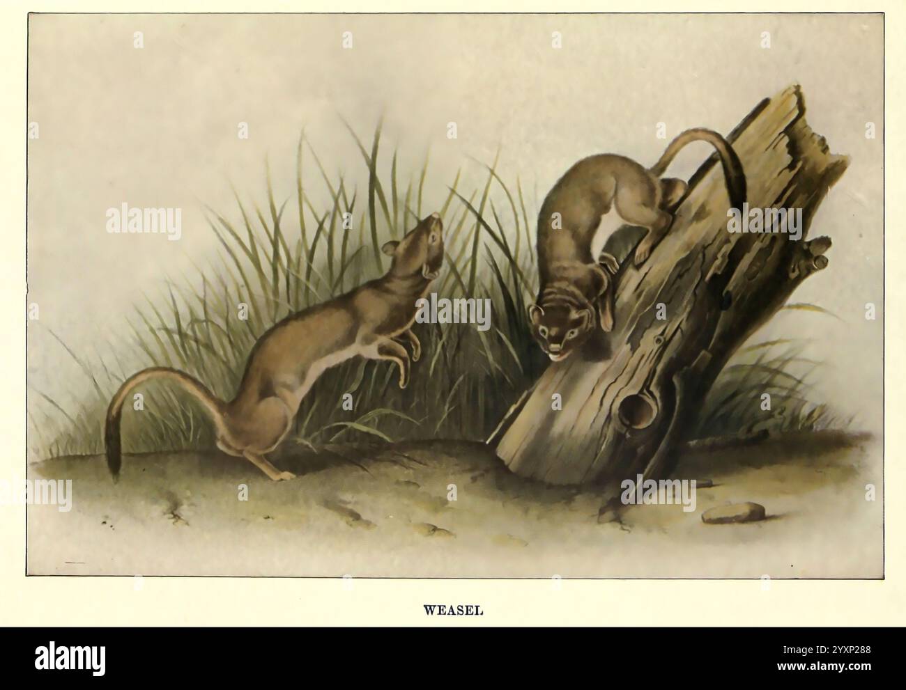 Second weasel hi-res stock photography and images - Alamy