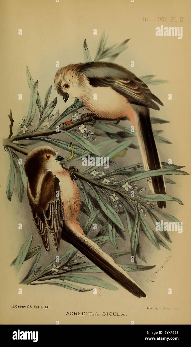 Ibis London, Published for the British Ornithologists' Union, Academic ...