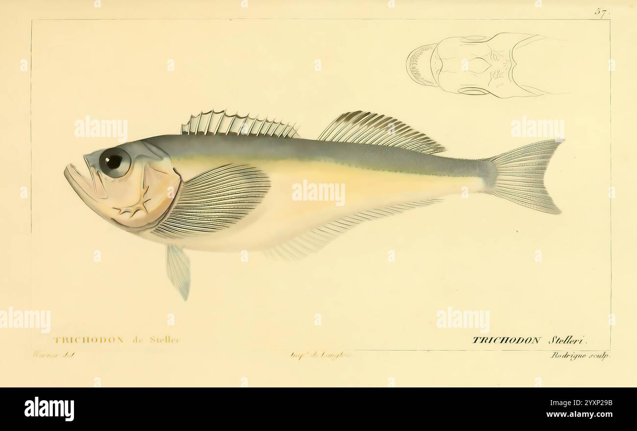 Structure of a fish scale hi-res stock photography and images - Alamy