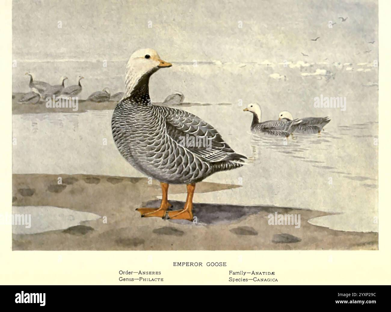 1920 birds united states goose anatidae emperor goose chen cana hi-res ...