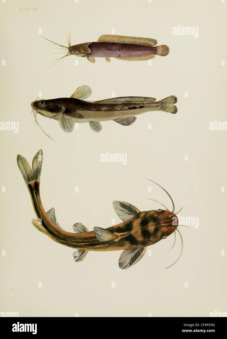 The fresh-water fishes of China New York, American Museum of Natural ...