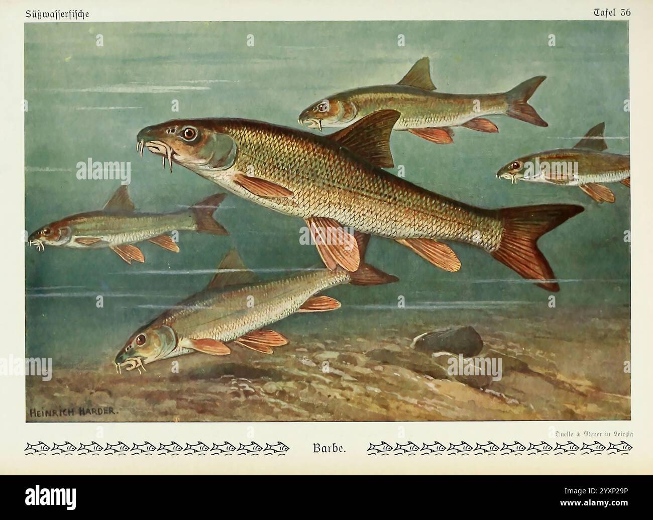 Subtle underwater landscape hi-res stock photography and images - Alamy