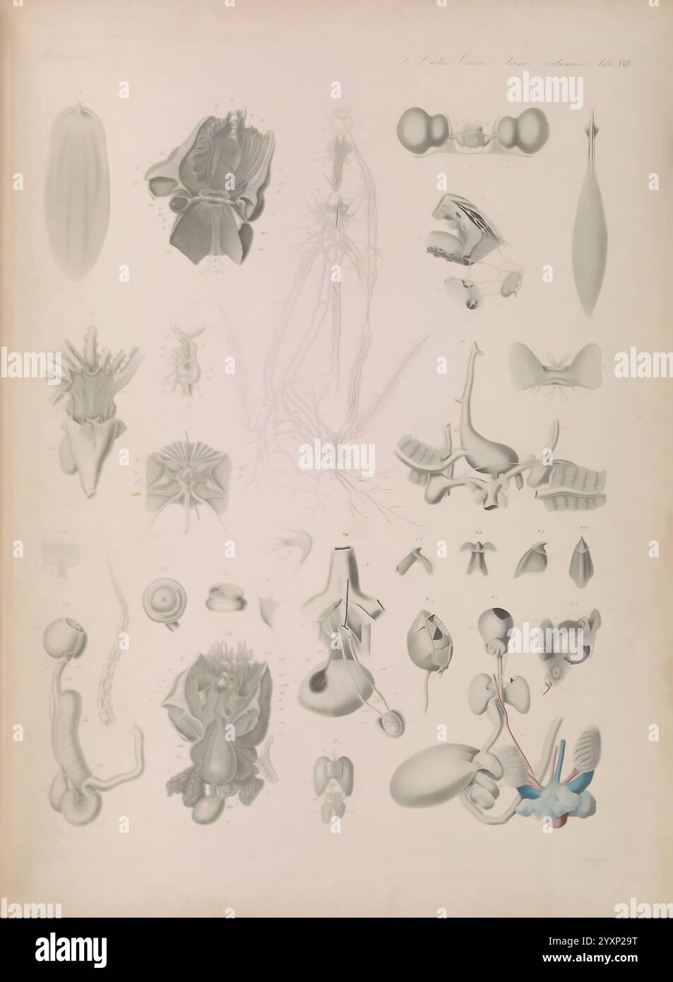 Different biological specimens hi-res stock photography and images - Alamy