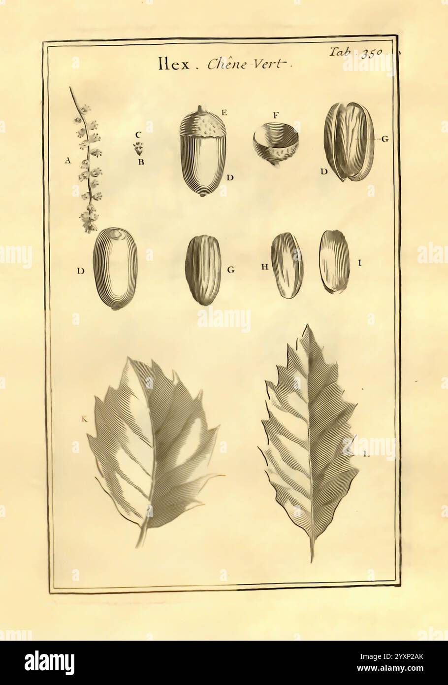 Ilex chene vert hi-res stock photography and images - Alamy